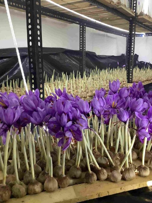 How to Turn Small Spaces Into a Saffron Farm: Easy Tips to Grow the ...