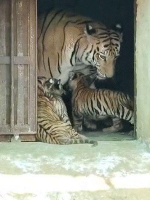 For the First Time in India, Tigress Rani Welcomes Five Cubs