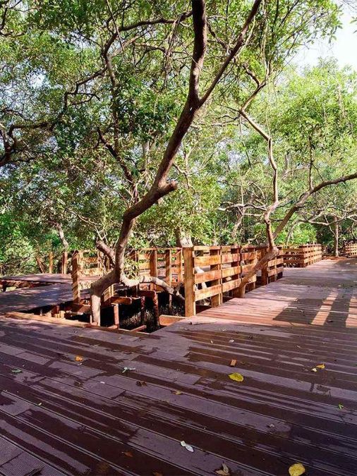 This Gorgeous Walkway in Goa Takes You Right Into a Mangrove Jungle