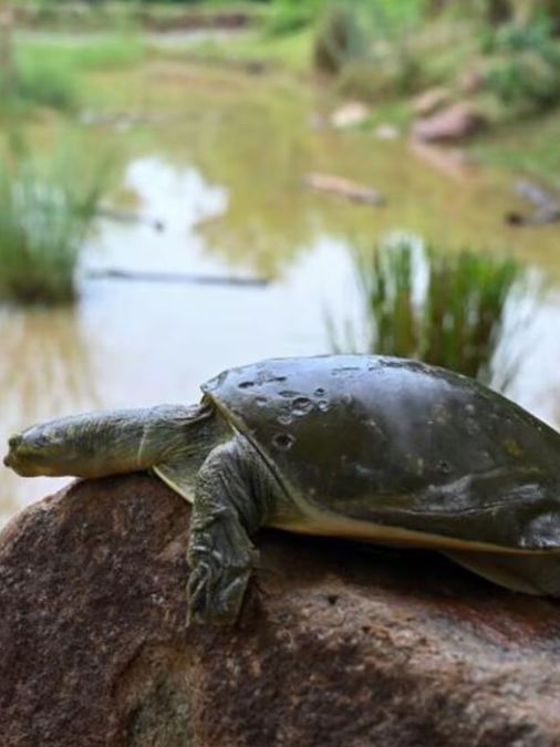 Delhi Pond Turns Into a Miracle Refuge for 250+ Rescued Turtles & 20 New Hatchlings