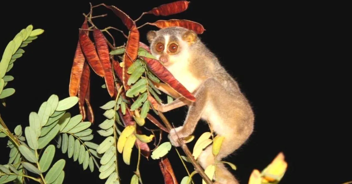 slender loris upsc