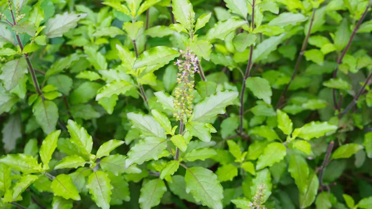 basil leaf malayalam name