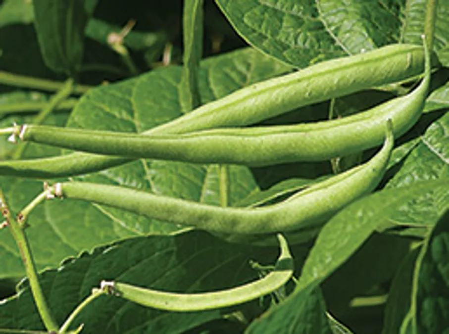 french beans description
