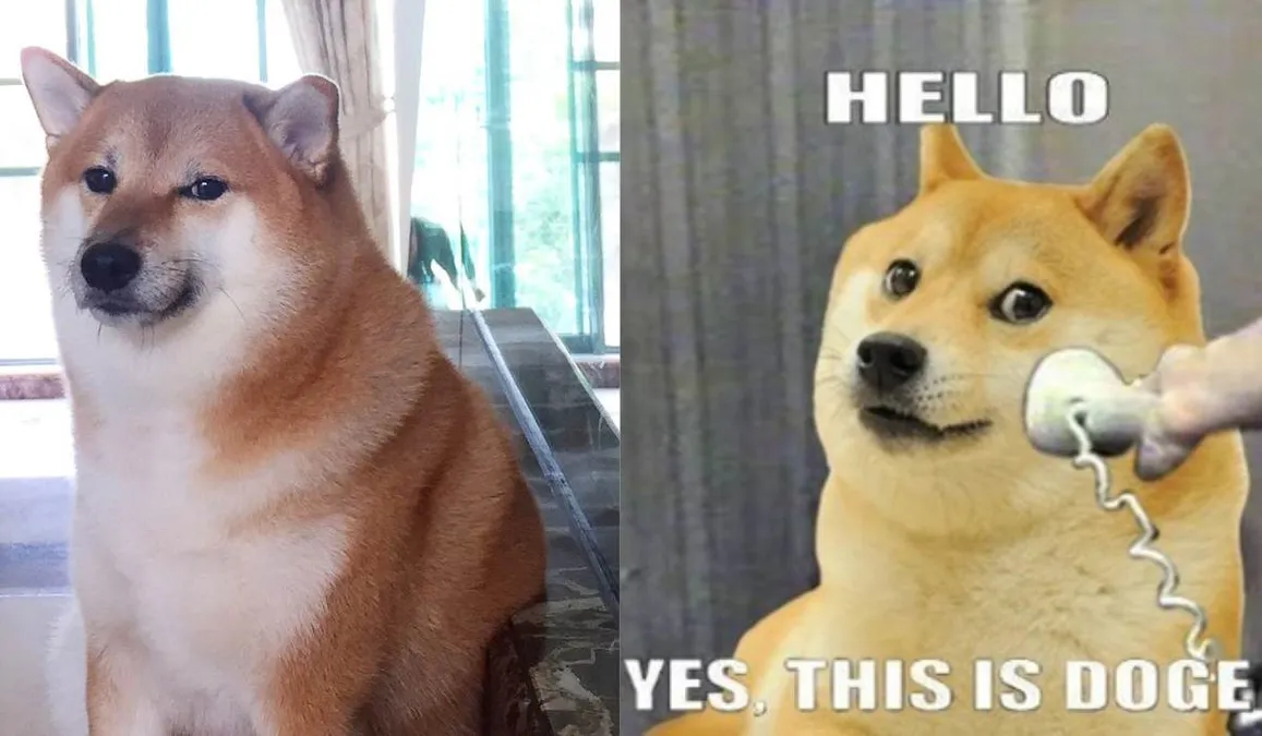 doge dog