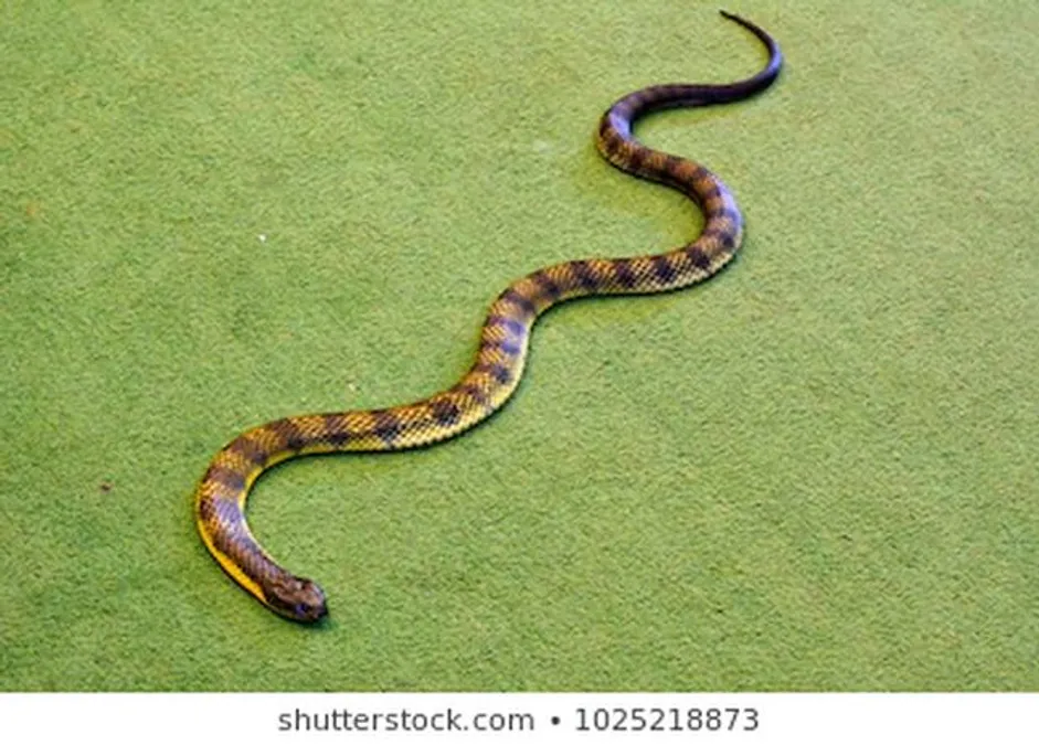 augmented reality snake