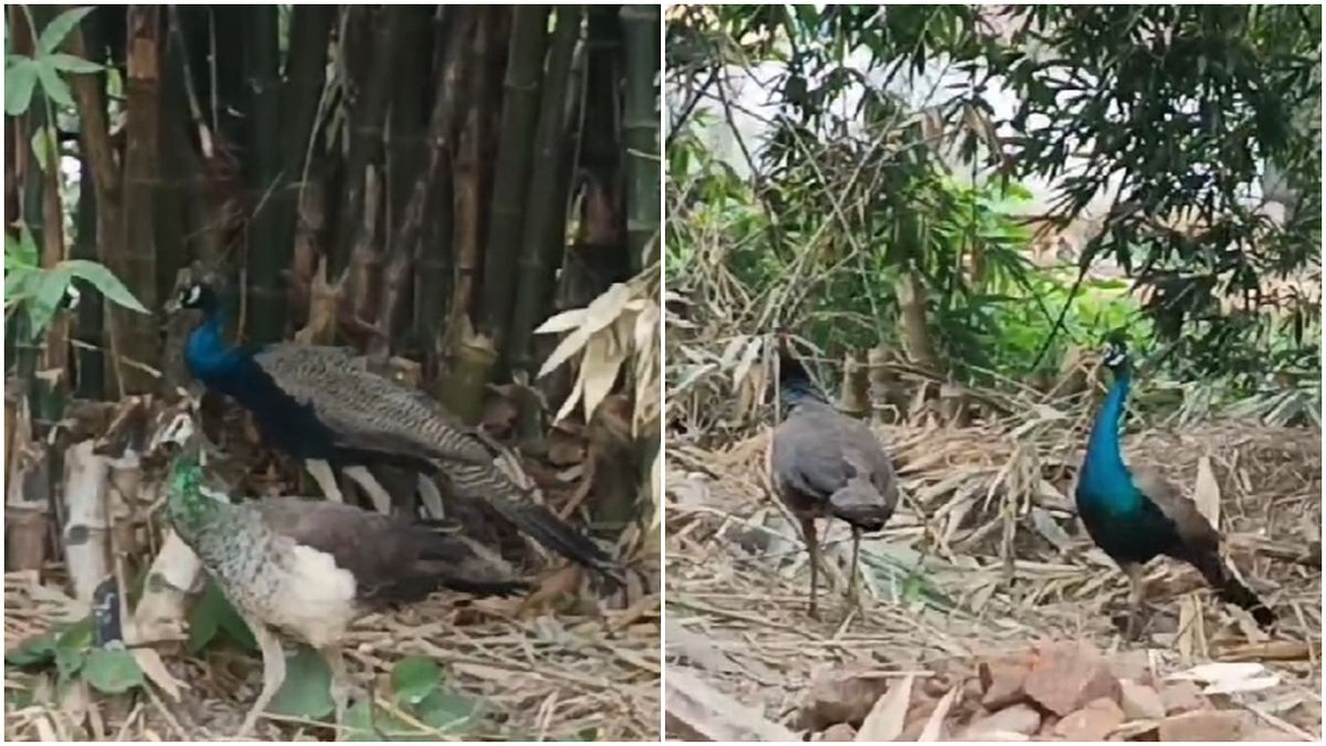 Purba Bardhaman News: ময়ূরের ডাকে ঘুম ভাঙছে বাসিন্দাদের, জঙ্গলের জীব ...