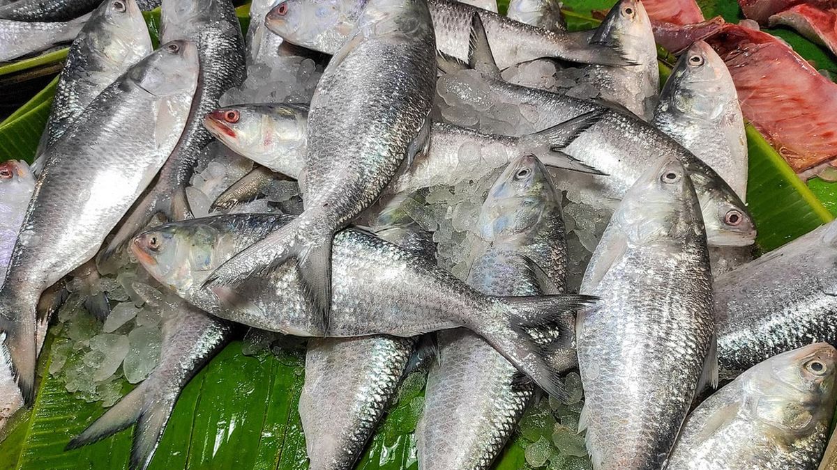 Hilsa:ইলিশের আগুন দামে মন খারাপ ভোজনরসিকদের, দিন কয়েকেই নাগালে রূপোলি শষ্য? কী জানাচ্ছেন ম ...