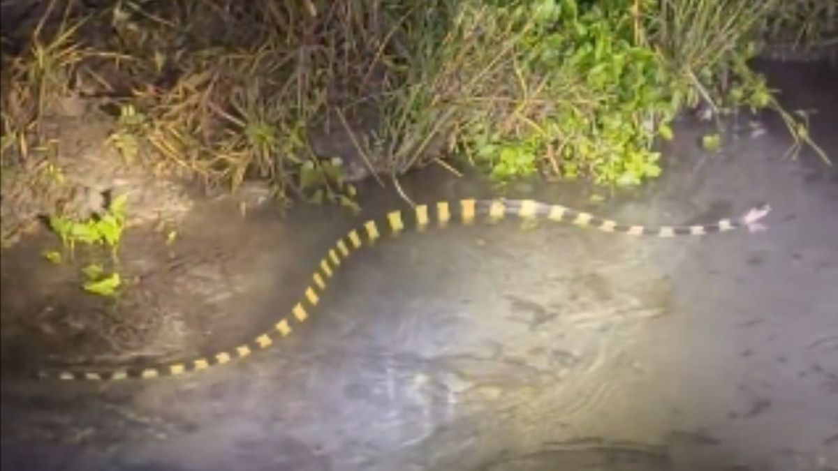 Banded Krait Viral Video: રાત્રિ પેટ્રોલિંગમાં દેખાયો અત્યંત ઝેરી સાપ ...