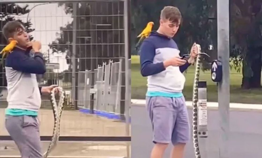 തോളിൽ തത്ത, കയ്യിൽ പെരുമ്പാമ്പ്; കൂളായി നടന്നുനീങ്ങി യുവാവ്