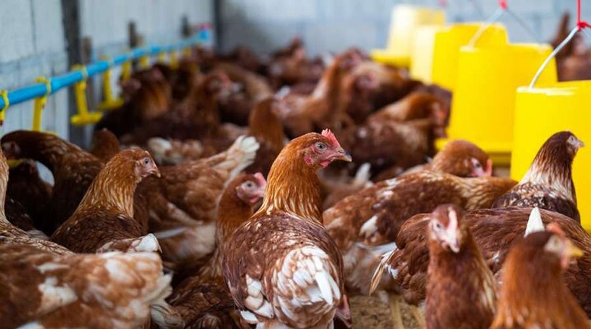 Maximizing Efficiency in Poultry Production – The Ultimate Guide