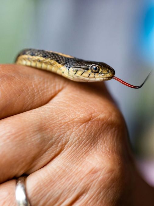 Exploring the 10 Smallest Snake Species on Earth - दुनिया के 10 सबसे ...