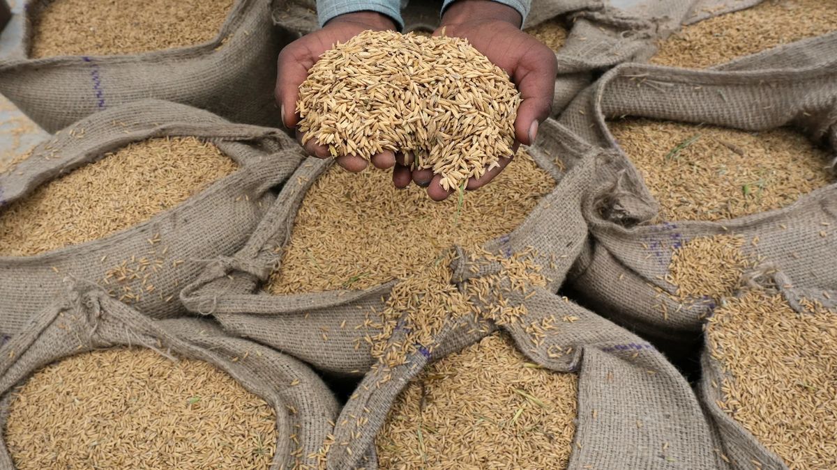 The Story of Pokkali Rice: A 3,000-Year-Old Tradition That Rebels ...