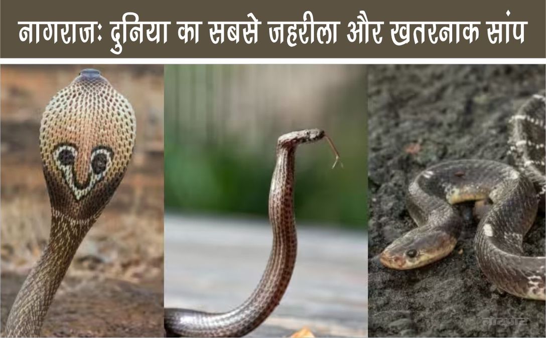 नागराज (King Cobra) दुनिया का सबसे जहरीला और खतरनाक सांप