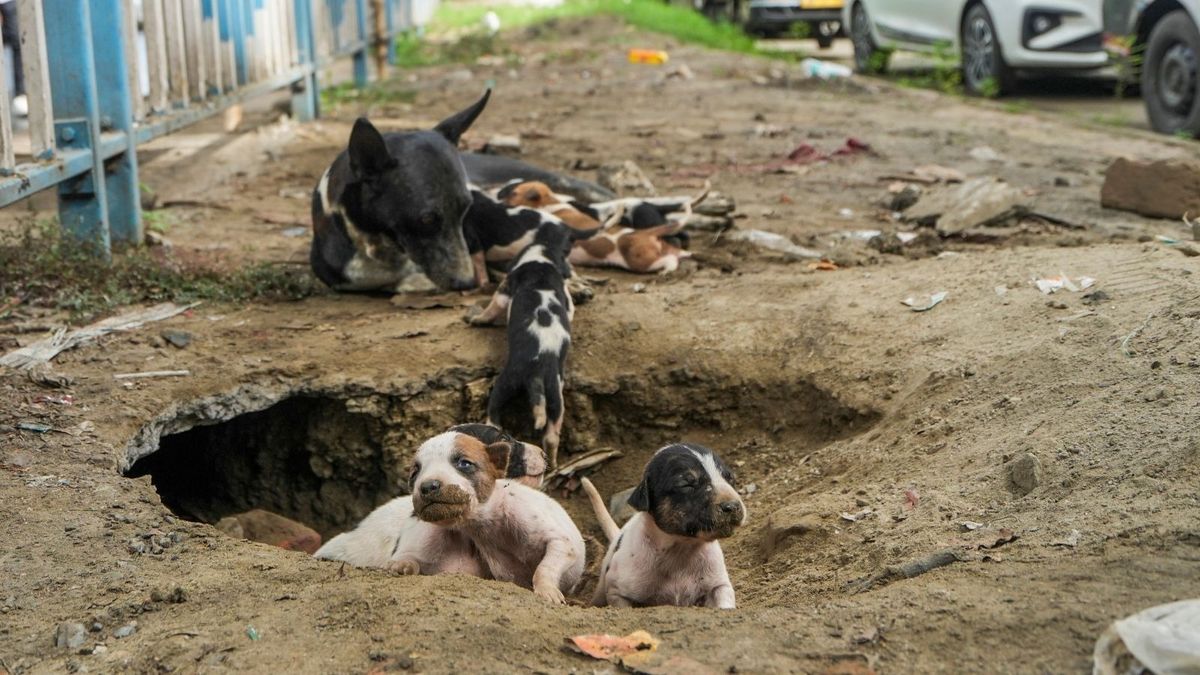 Hyderabad: Police register case against nine after 300 stray dogs killed