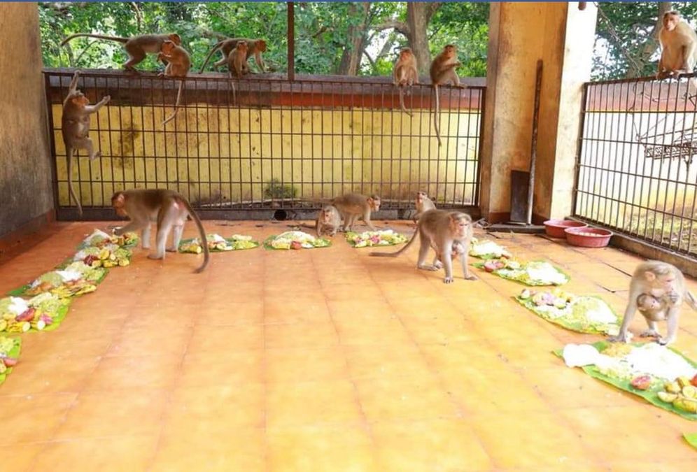 Vanara Sadhya: When a Kerala temple serves Onam feast to monkeys