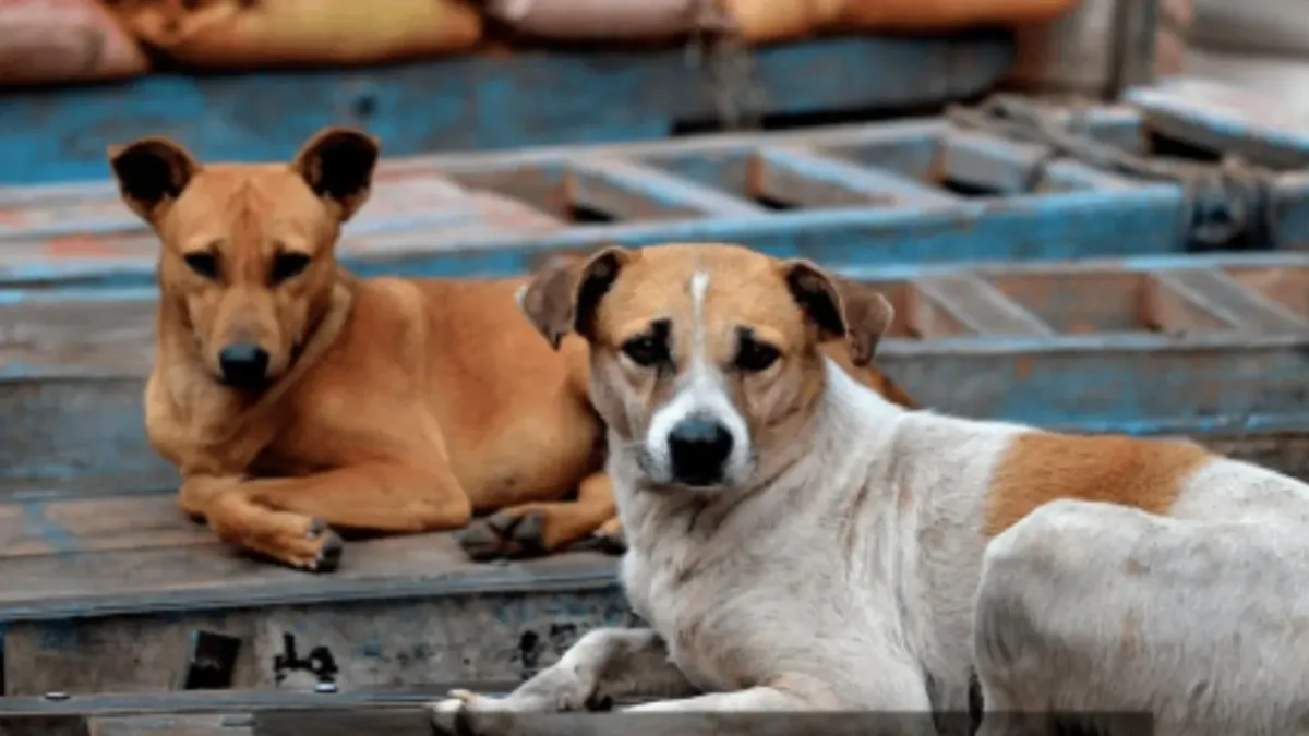 Karnataka revises compensation rules for stray dog bite victims under ...