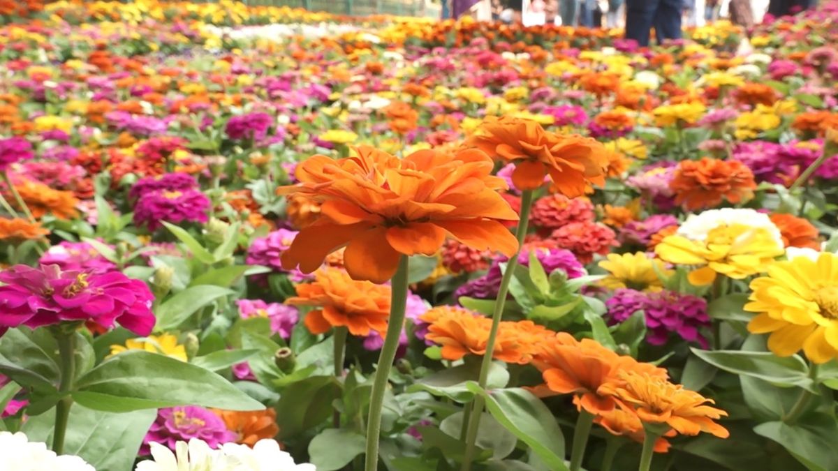 Don’t miss these breathtaking moments from Cubbon Park flower show