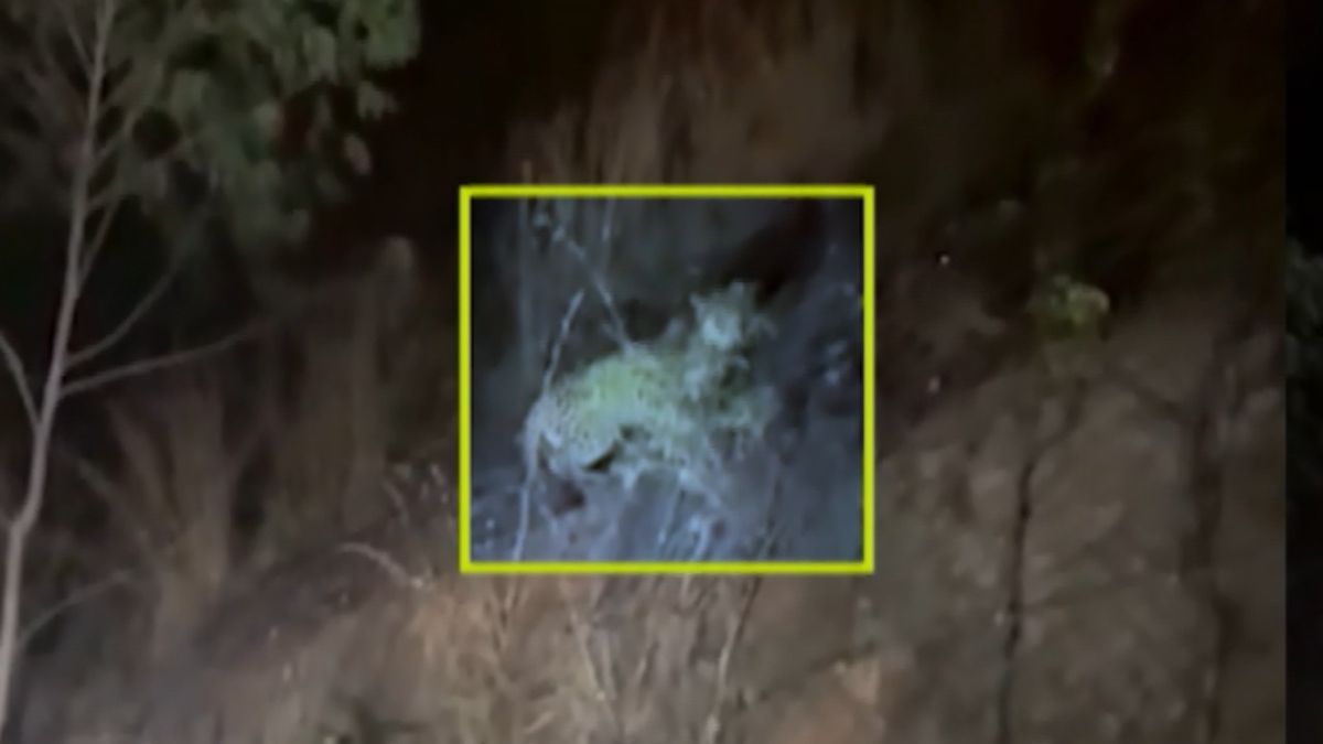 Tourist alert! Leopard sighting near Nandi Hills triggers fear among ...