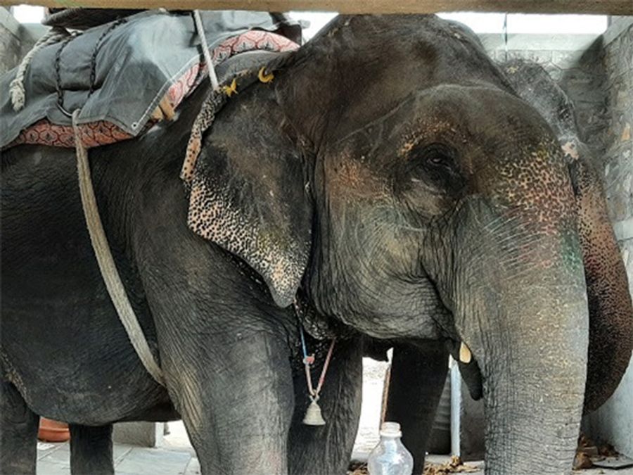 Begin the Process of Retiring Elephants in Jaipur, says World Animal ...