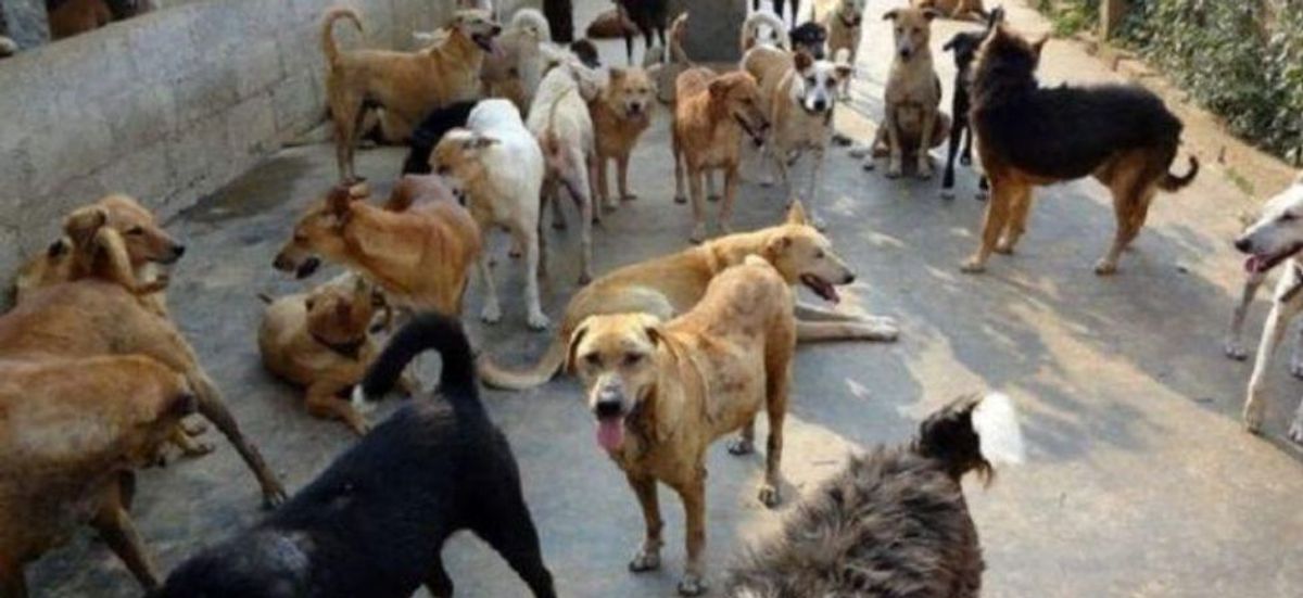 Selective Breeding For Traits Altered Dogs' Brains: Study