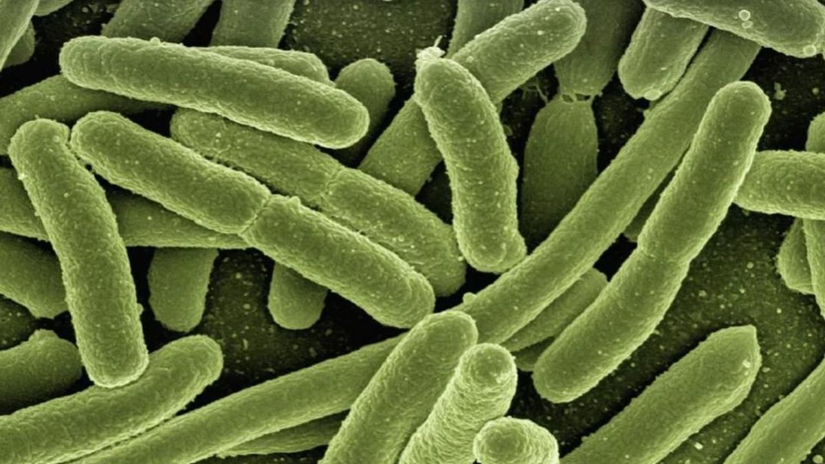 Vaccine Against Gut Bacteria Mobility May Protect Against Digestive ...