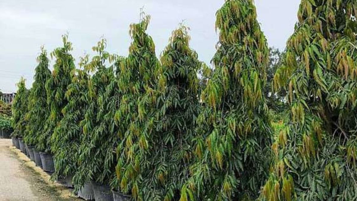 Ashoka Tree : अशोक का पेड़ लगाने का धार्मिक महत्व, उपाय और लाभ