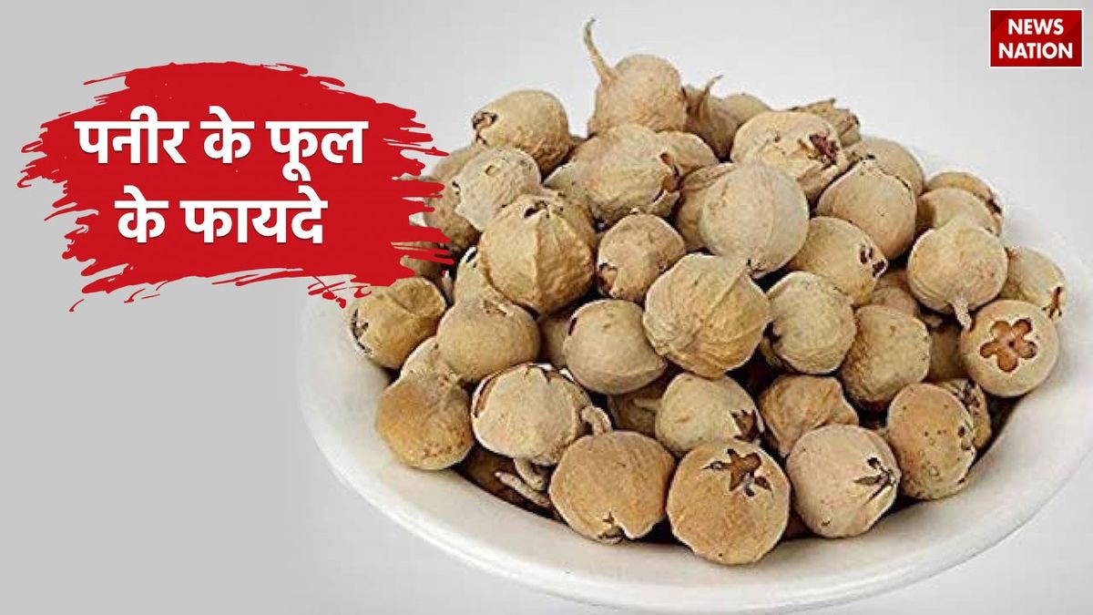 Paneer Phool Benefits: मधुमेह और पाचन के लिए वरदान है पनीर का फूल ...