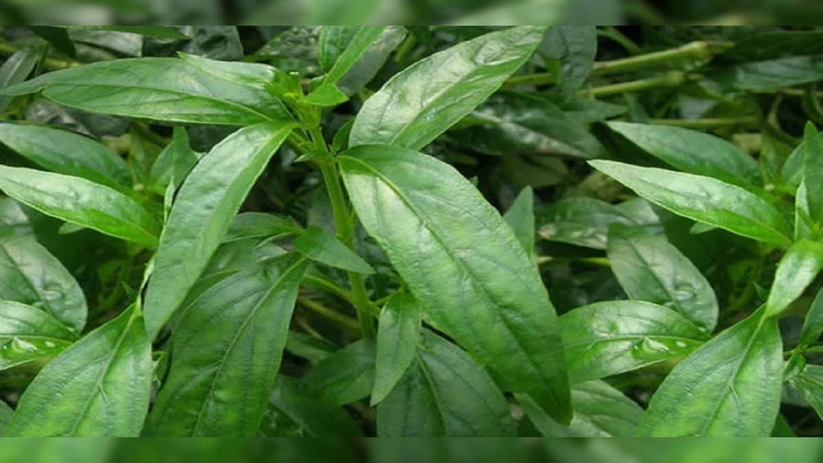 कालमेघ सेवन करने के क्या लाभ, जानें इसके लाभ और नुकसान