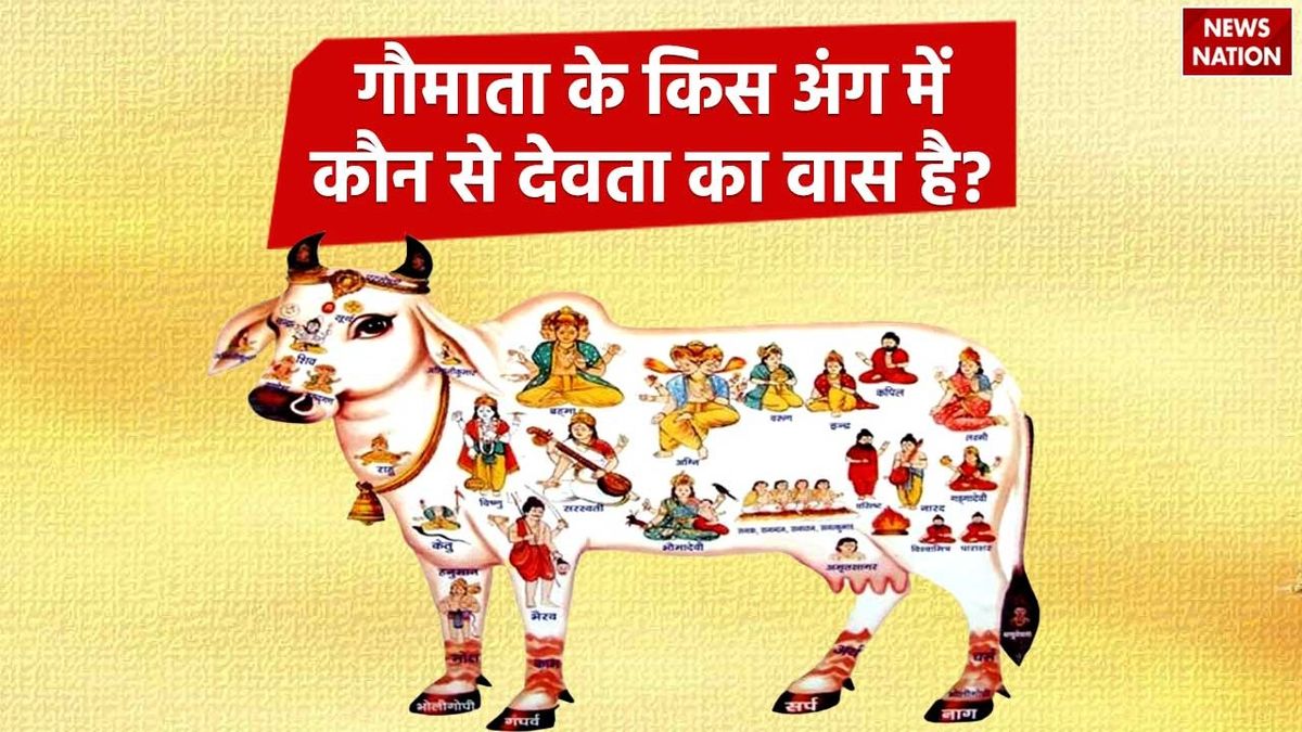 Gaumata Religious Beliefs: गौ माता के शरीर के किस अंग में कौन से देवी ...