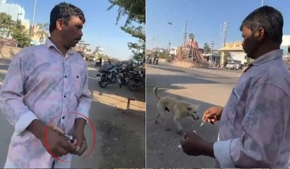 Stray Dog: ବିଷ ଇଞ୍ଜେକସନ ଦେଇ ୫୦୦ ବୁଲା କୁକୁରଙ୍କୁ ହତ୍ୟା, ୭ ସରପଞ୍ଚଙ୍କୁ ନୋଟିସ