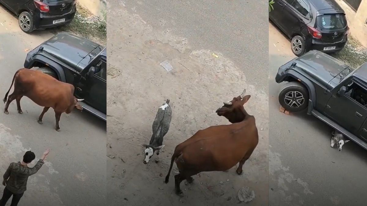 Humanity still alive! Calf gets stuck under Mahindra Thar as mother cow ...