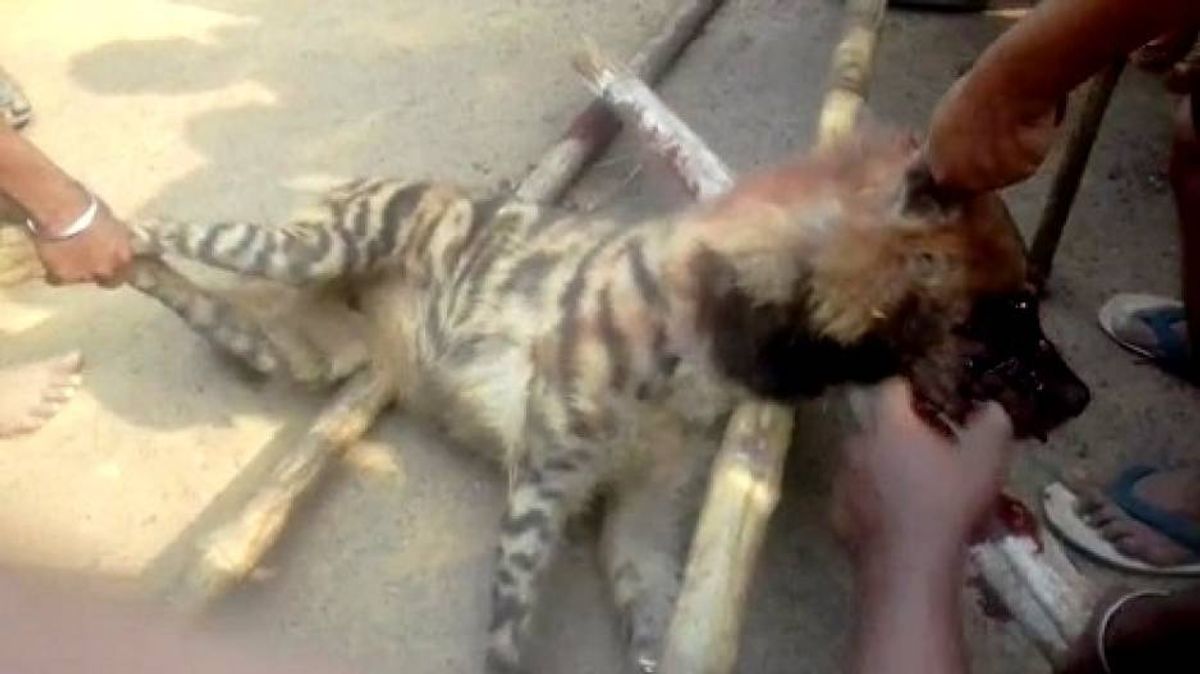 Hyena lynched; Forest dept to take action against villagers