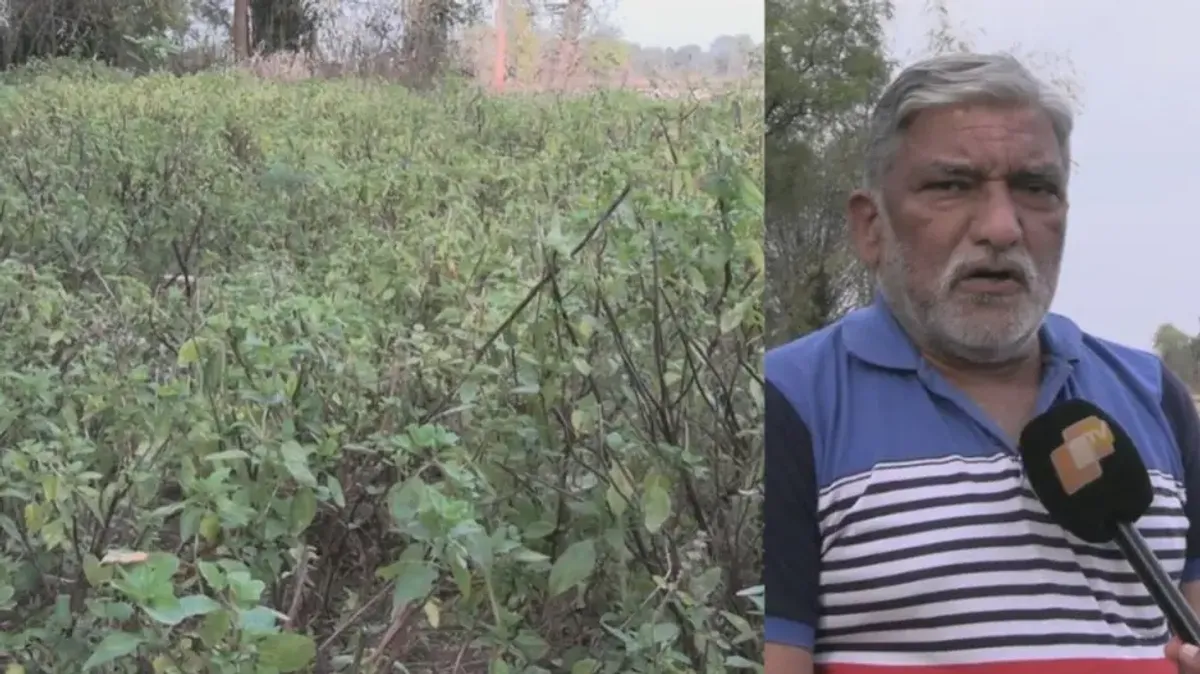 Retired forest officer in Subarnapur turns Tulsi farming a profitable ...
