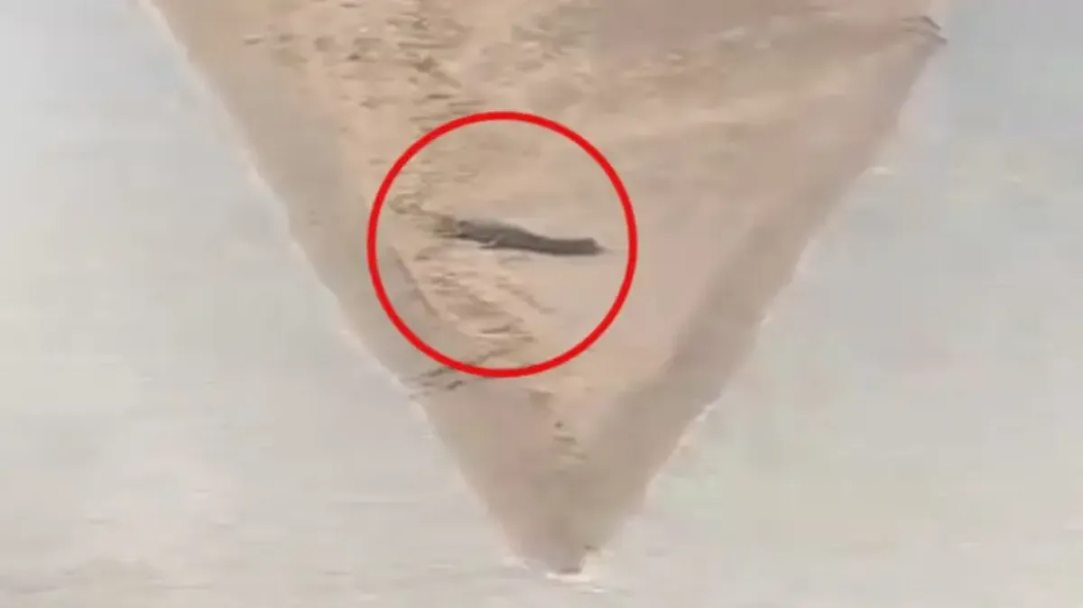 Crocodile spotted in Cuttack Kathajodi triggers panic