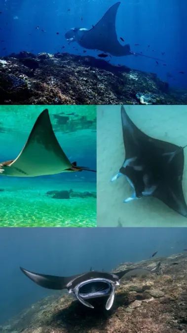 World Manta Day: Know Significant Facts & Places To Sight This Majestic ...