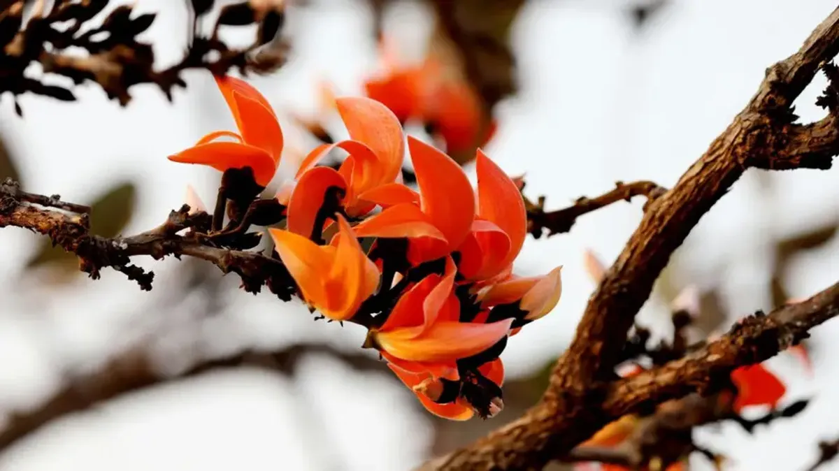 Flame of the forest: Odisha's palash blooms amid rising heat; Know its ...