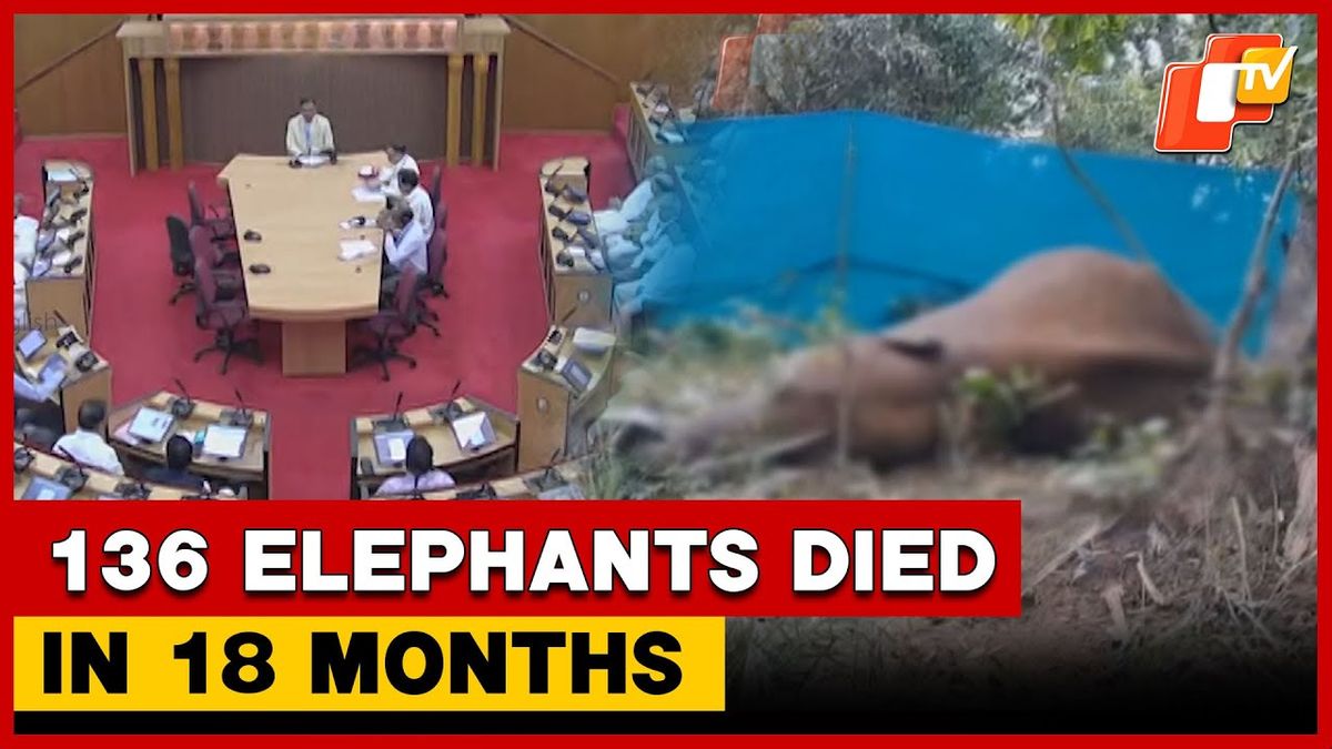 136 Elephants Died Across Odisha In Past 18 Months: Minister In ...