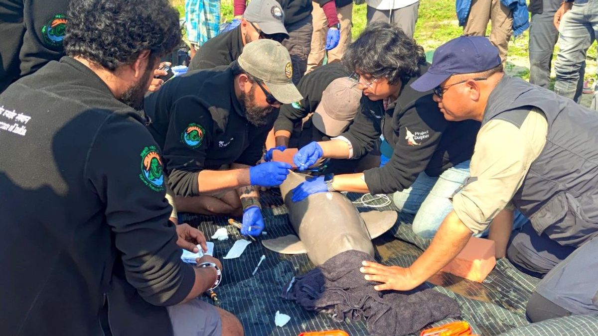 First-Ever Satellite Tagging of Ganges River Dolphin Conducted in Assam