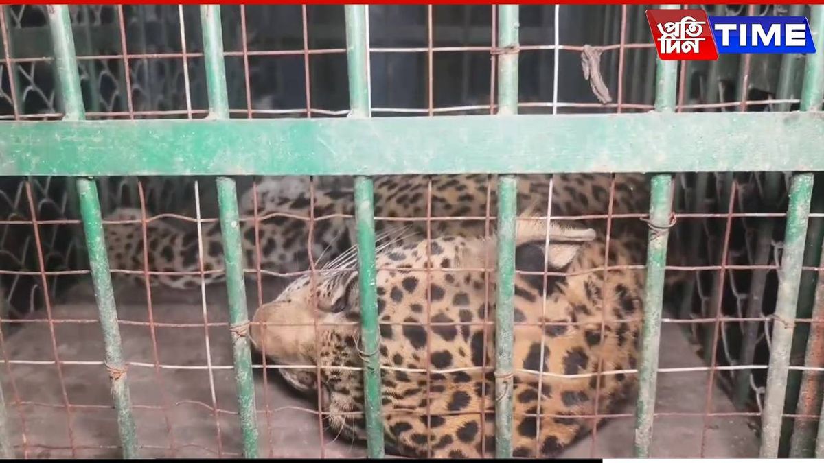 Leopard Creates Panic in Guwahati, Captured After Hours of Effort