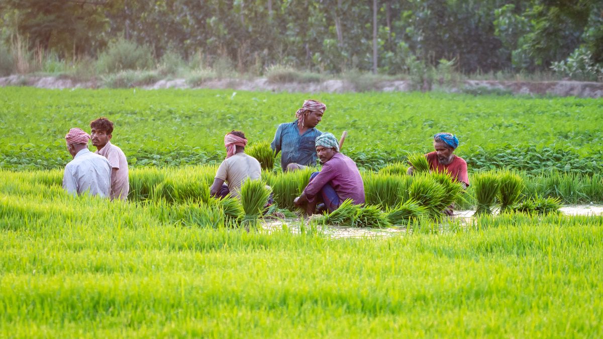 Over 5 Million Farmers Take Equity in FPOs, Boosting Collective Farming
