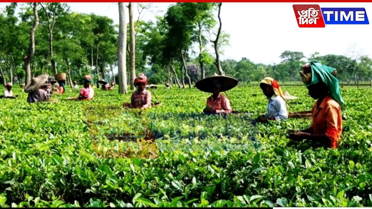 India's Tea Production Soars in 2025: Assam Leads the Charge