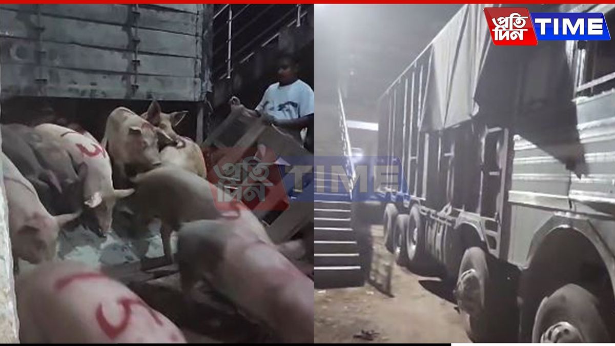Truck Smuggling Pigs Into Assam Seized at Jorabat; Farmers Point To ...