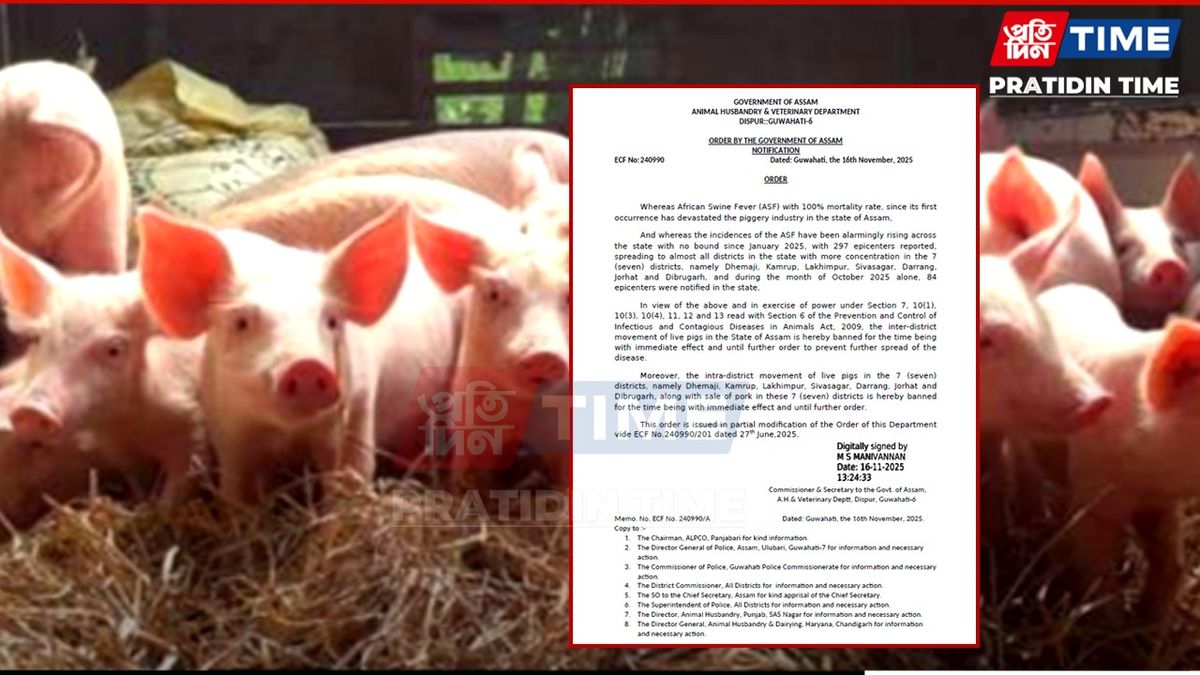 Assam Govt Bans Pig Movement as African Swine Fever Spreads to 297 ...