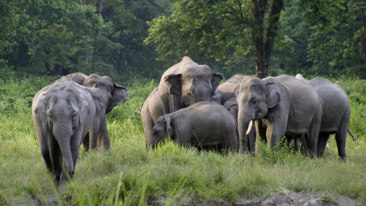 One Killed In Man-Elephant Conflict In Assam's Goalpara