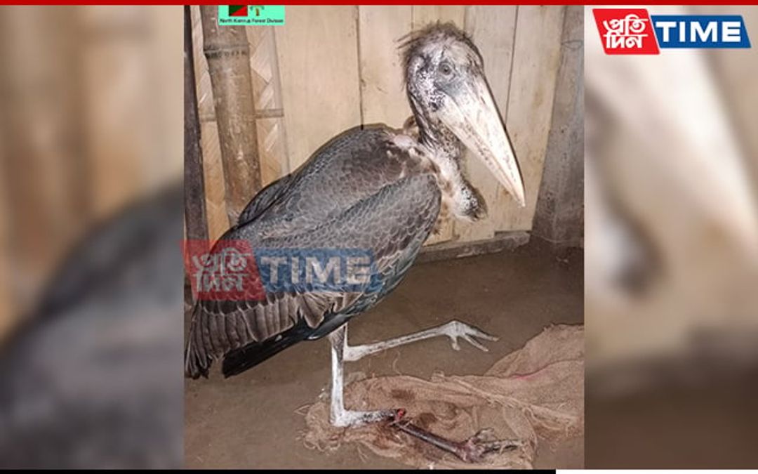 Forest Officials Rescue Injured Greater Adjutant Stork In Assam