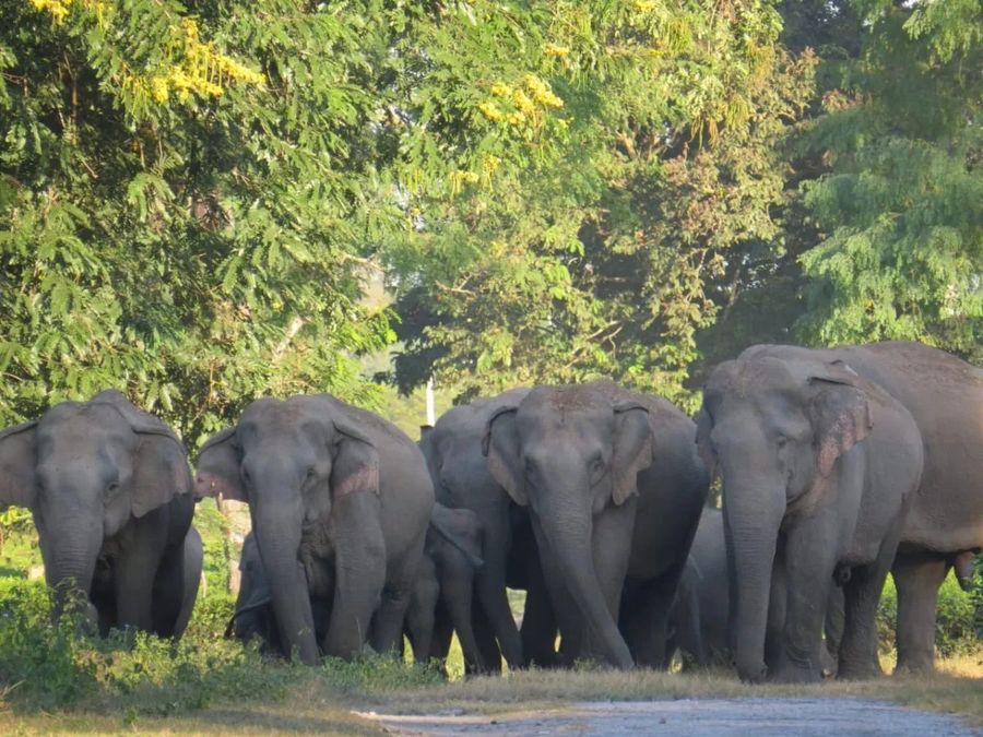 Experts from Aaranyak Provide GPS Training for Elephant Estimation 2024 ...
