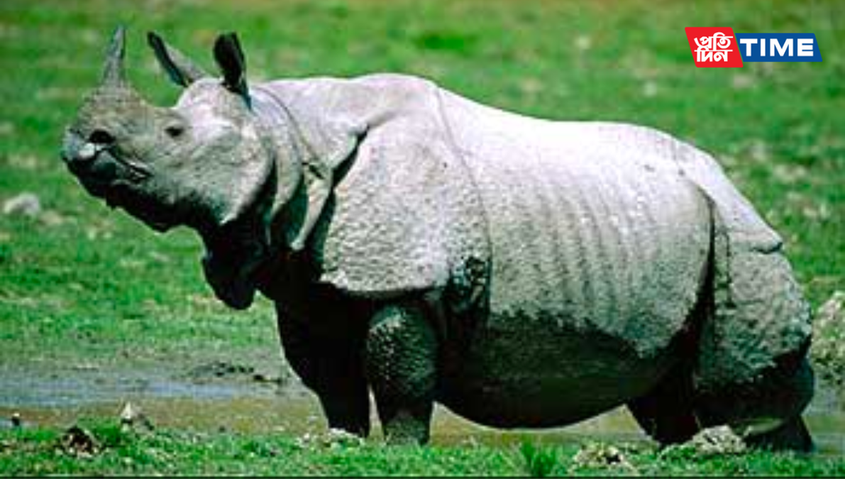 List of all the State Symbols of Assam