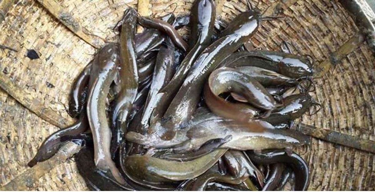 Assam CM Warns of Health Risks from Urea-Contaminated Fish on Facebook Live