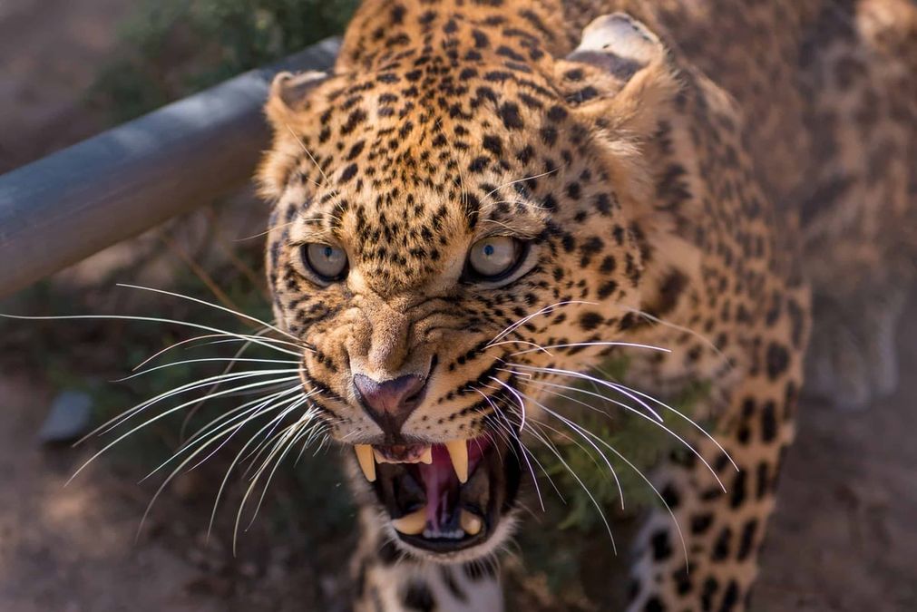 Guwahati: Leopard on Prowl Attacks Two in Fatasil