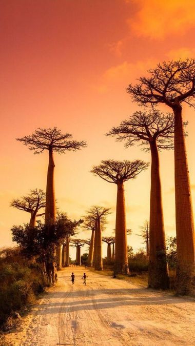 Top 10 Trees That Live The Longest